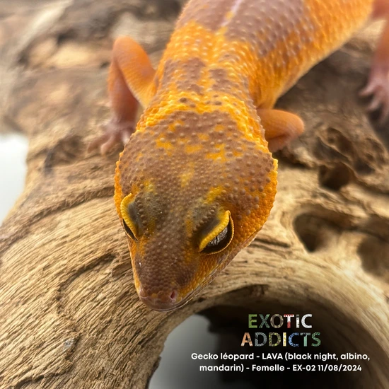 LAVA (Black Nght, Albino, Mandarin) Leopard Gecko by Exotic Addicts