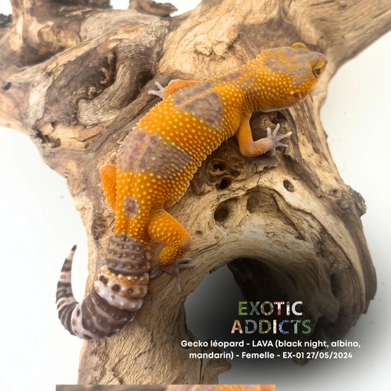LAVA (Black Night, Albino, Mandarin) Leopard Gecko by Exotic Addicts