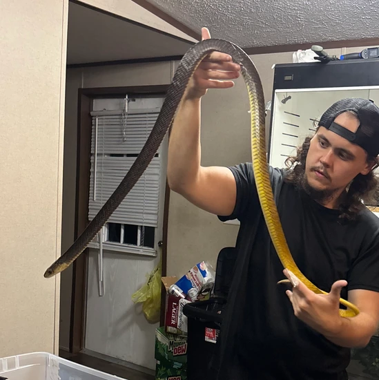 Sub-Adult 5' Yellow Tail Cribo Cribo & Indigo Snakes by Exotic Haven