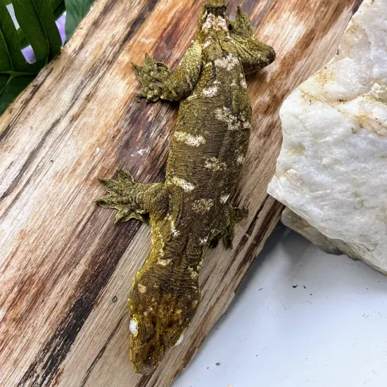 2020 Moro Leachie Leachianus Gecko by Exotic Jungle