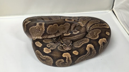 GHI Ball Python by K&S Reptiles & Exotics