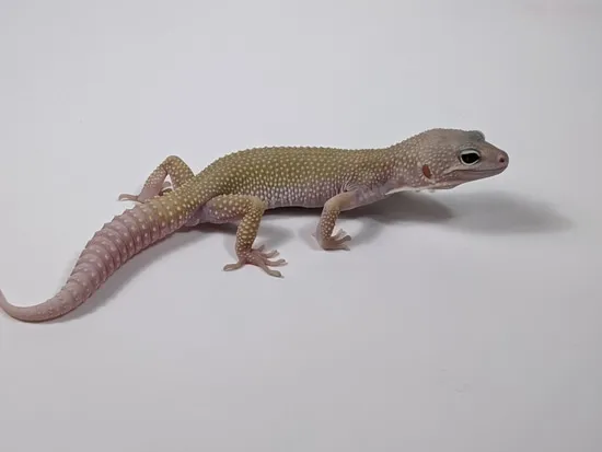Murphy Patternless Leopard Gecko by Hooked on Geckos