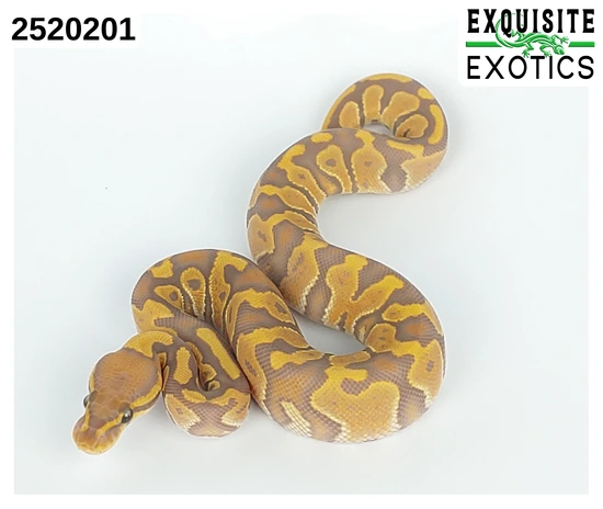 SALE!! Hypo Ultramel 66% Het Pied Ball Python by Exquisite Exotics LLC