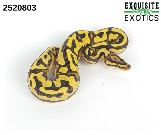 SALE! 50% OFF!Orange Dream Fire DH Pied Albino Ball Python by Exquisite Exotics LLC