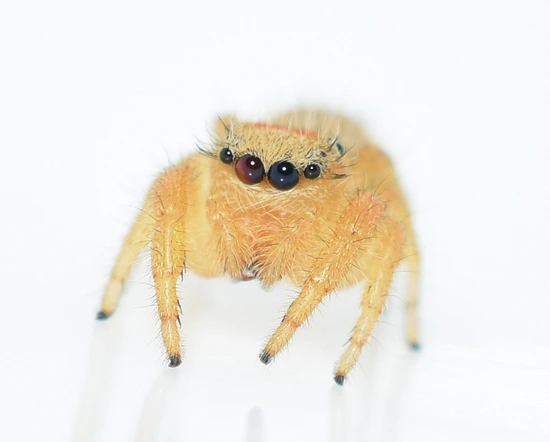 Awesome Cardinal Jumper Jumping Spider by ExtremeHogs/Fuzzy8