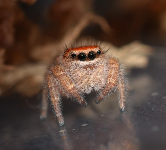 Cardinals Taking Reservations Jumping Spider by ExtremeHogs/Fuzzy8