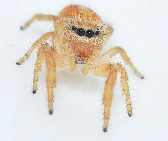 Amazing Cardinal Jumper Jumping Spider by ExtremeHogs/Fuzzy8