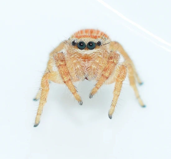 Awesome Cardinal Jumper Jumping Spider by ExtremeHogs/Fuzzy8