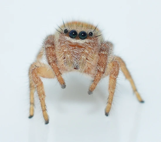 Awesome Cardinal Jumper Jumping Spider by ExtremeHogs/Fuzzy8