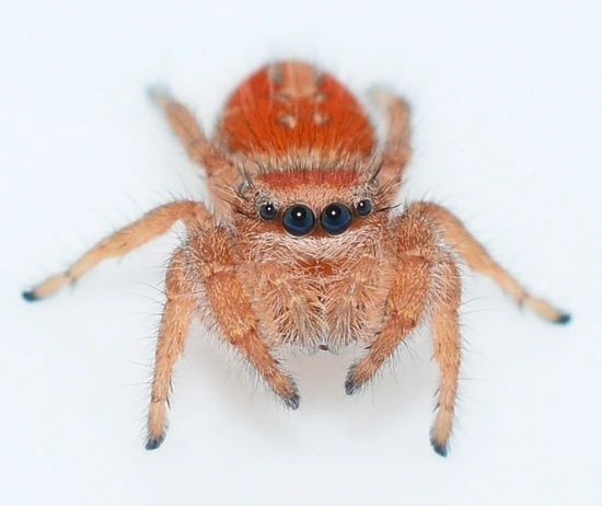 Phenominal Cardinal Jumper Jumping Spider by ExtremeHogs/Fuzzy8
