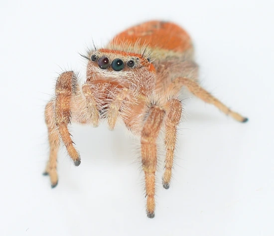 Fantastic Cardinal Jumper Breeder Pair! Jumping Spider by ExtremeHogs ...
