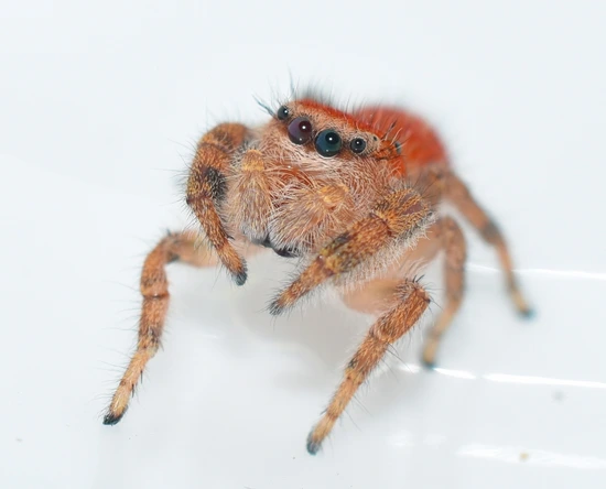 Amazing Cardinal Jumper Jumping Spider by ExtremeHogs/Fuzzy8