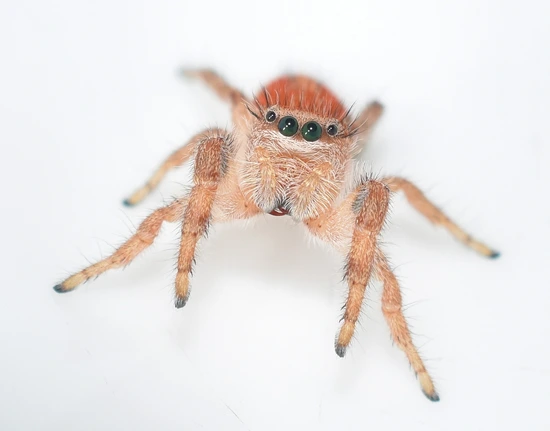 Gorgeous Cardinal Jumper Jumping Spider by ExtremeHogs/Fuzzy8