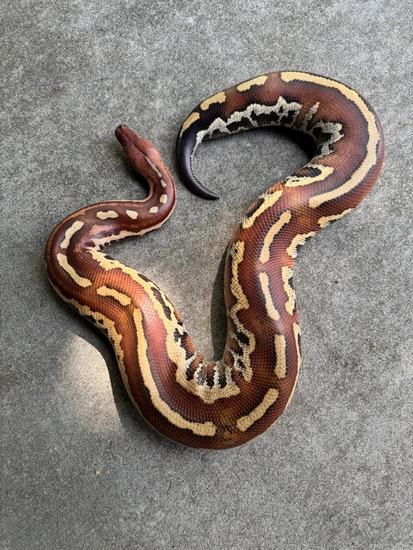 Red-Headed Lyly (Poss Matrix) Poss Het T+ Blood Python by Short-Tailed ...