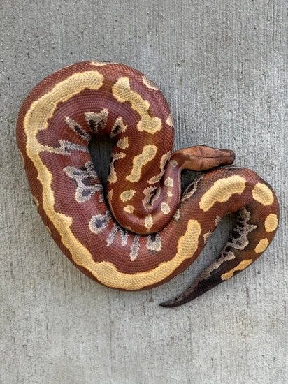 Karma (Dbl Het T+/T-) Blood Python by Short-Tailed Pythons, LLC