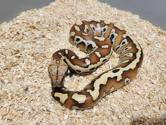 Red-headed Lyly 100% Het T+ Albino Blood Python by Short-Tailed Pythons ...