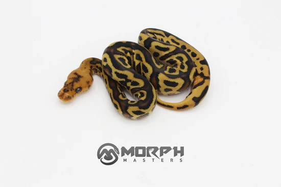 Wookie YB RS Batman / Wookie Leopard Pompeii Ball Python by MorphMasters