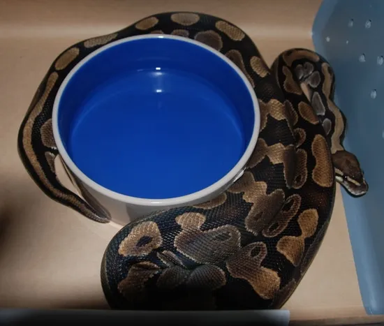 DBL Het Caramel Pied Ball Python by FairPlay Pythons, LLC