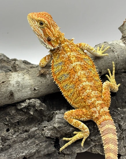 Pretty Girl Central Bearded Dragon by FairyTail Dragons LLC