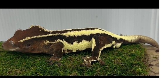 Frappuciono - Rck South Korea Import Crested Gecko by Fairytail Exotics