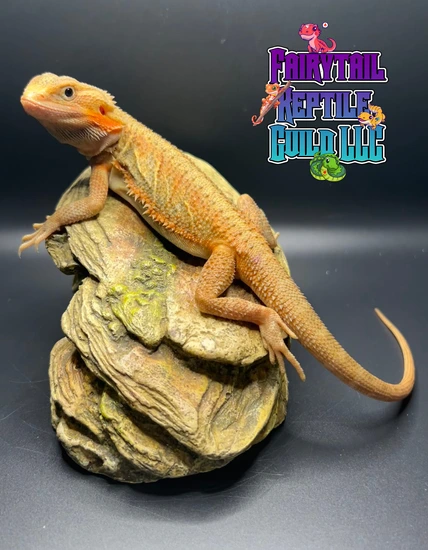 Red Trans Color Strip Hypo Het Zero Central Bearded Dragon by FairyTail ...