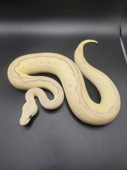 Butter Fire Leopard Blade Clown Ball Python by CS Reptile Exotics