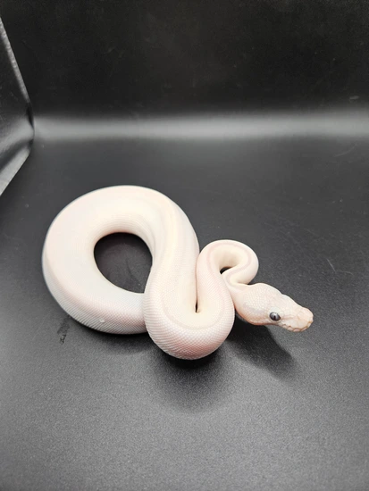 Blue Eyed Lucestic (BEL) Ball Python by CS Reptile Exotics