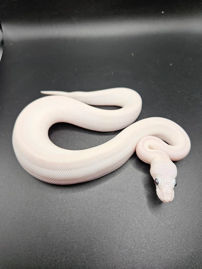 Blue Eyed Leucistic (BEL) Ball Python by CS Reptile Exotics