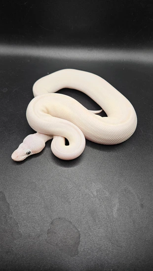 Blue Eyed Leucistic (BEL) Ball Python by CS Reptile Exotics