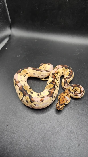 Paradox Banana Clown Ball Python by CS Reptile Exotics