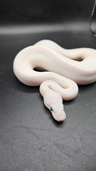 Blue Eyed Leucistic (BEL) Ball Python by CS Reptile Exotics