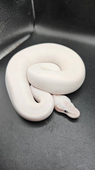 Blue Eyed Leucistic (BEL) Ball Python by CS Reptile Exotics