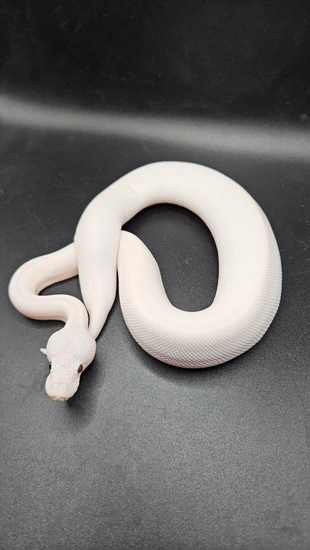 Blue Eyed Leucistic (BEL) Ball Python by CS Reptile Exotics