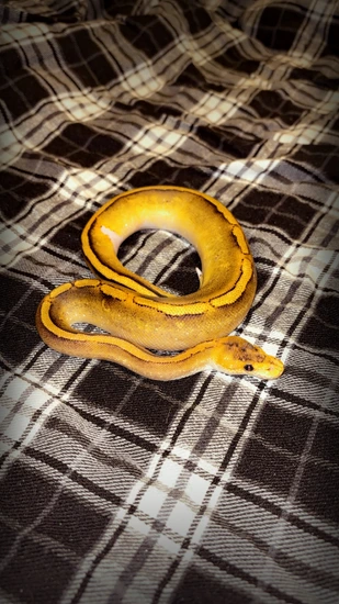 Gravel Highway Pied Ball Python by Fall Line Ballerz