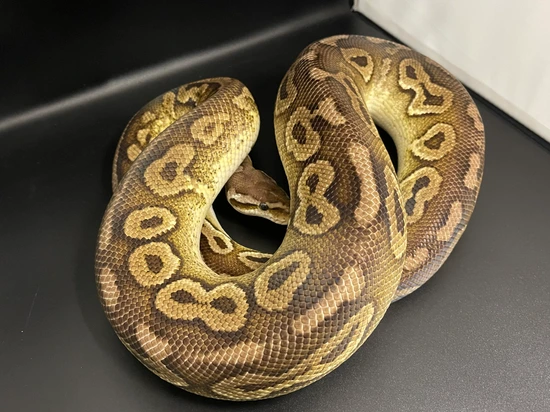 Pewter Het. Clown 1543 Gr Ball Python by Family Reptiles Lakeland