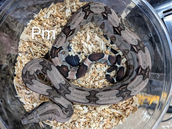 Pure Locality Boa Constrictor True Red-Tailed Boa Constrictor by ...