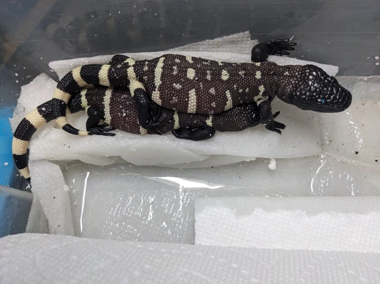Heloderma Horridum Alvarezi Beaded Lizard by Sawfish Reptiles