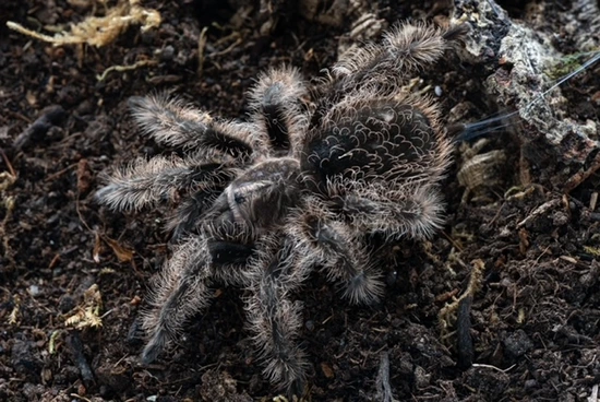Tliltocatl Albopilosum (Curly Hair Tarantula) by Fangs Unlimited