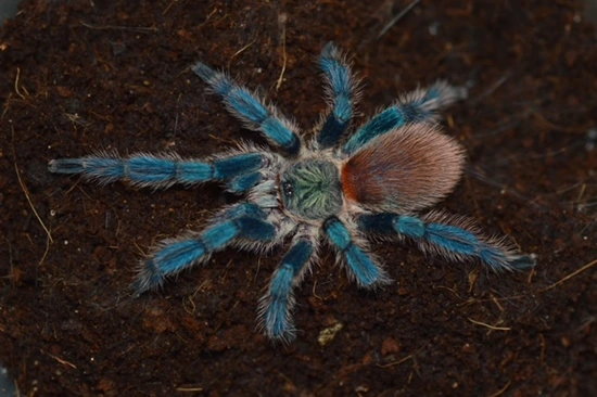 Dolichothele Diamantinensis (Brazilian Blue Dwarf Beauty) .75 Tarantula ...