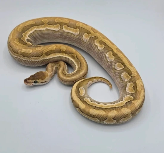 Puzzle Sunset Project Ball Python by Farland Exotics
