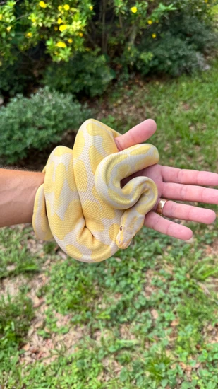 Male Lavender Albino Ball Python by Southern Royalty Pythons