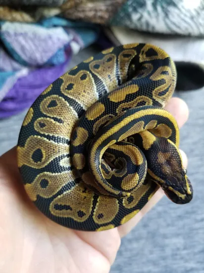 Normal Female Ball Python by Color Me Exotics LLC