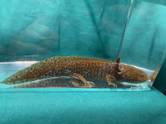 Atomic Burst (6"+ Hypomelanistic Subadult, Possible Female) Axolotl by ...