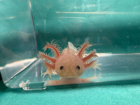 Cactus Flower (4"+ Dirty Leucistic Juvenile) Axolotl by Frazier Creek ...