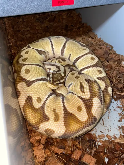 Pastel Monarch Ball Python by Fealys Clutch