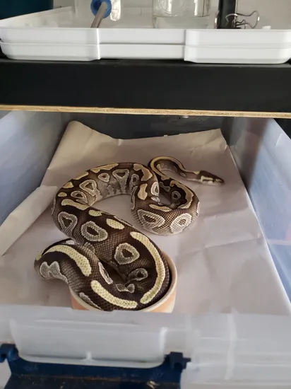 Mojave Ball Python by Diamond Quality Morphs