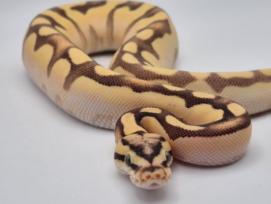 Orange Dream, Pastel, Fire, Calico, Enchi Ball Python by Martinez Exotics