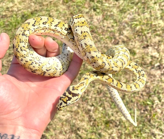 Caramel, Hypo Coastal Carpet Python by Feinprint Exotics LLC
