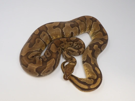 Enchi Trojan Ball Python by 805Ballpythons
