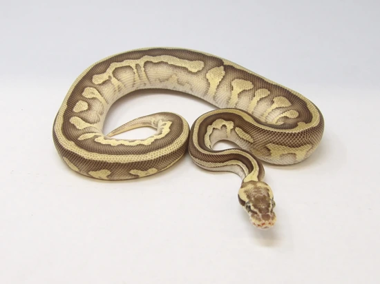 Pastel Leopard Butter Het Desert Ghost Pos Enchi Ball Python by ...
